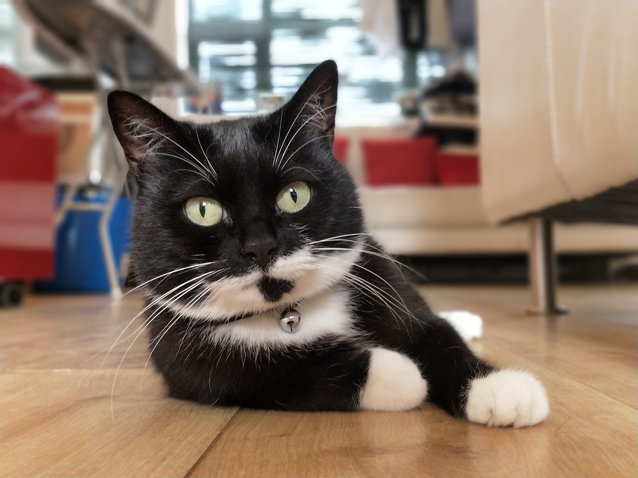 thorne sat의 효능 알아보자 – 오늘 올라온 최신 정보